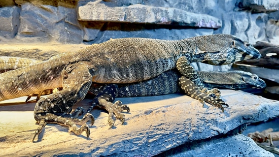 Lace Monitor Stud Other Monitor by Devils Den Reptiles