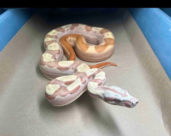 Pink Panther, VPI Sunglow Jungle Mötley Boa Constrictor by Devils Den Reptiles