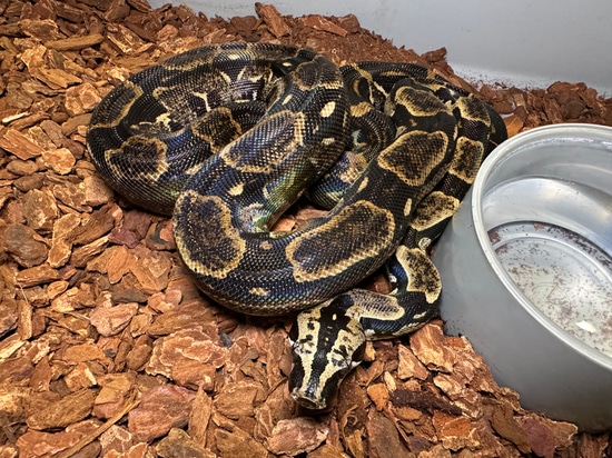Longicauda Peruvian Long-Tailed Boa Peruvian Long-Tailed Boa Constrictor by Devils Den Reptiles