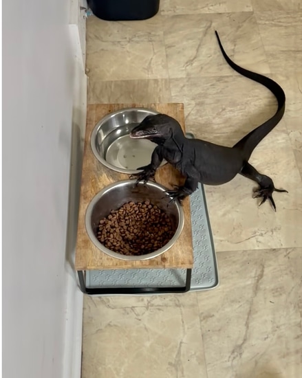 Black Dragon Asian Water Monitor by Devils Den Reptiles