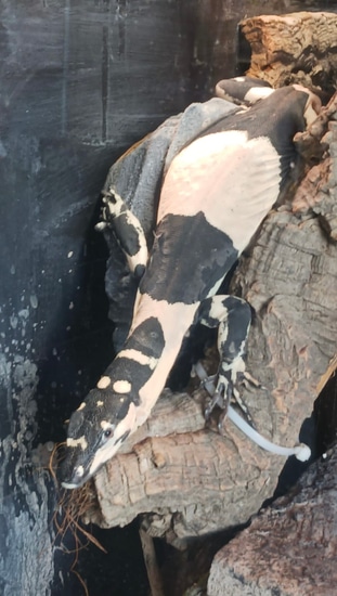 Bells Phase Lace Other Monitor by Devils Den Reptiles