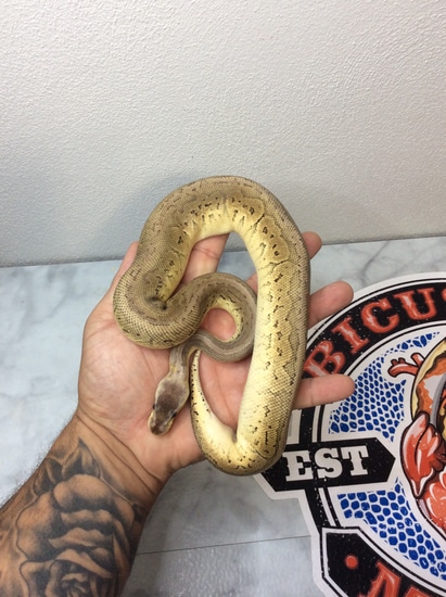 Black Pastel Pastel Pin Ball Python by Bicuspid Morphs