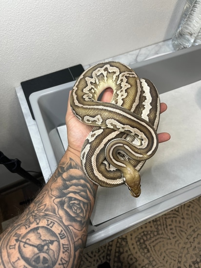 Axanthic Vpi Leopard Mojave Ball Python by Bicuspid Morphs