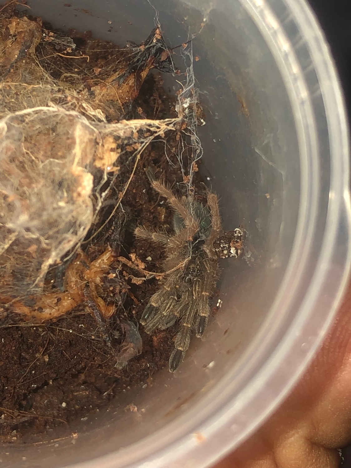 Ephebopus Murinus (Skeleton Leg) Slings .5”-.75 Tarantula by InVERTed ...