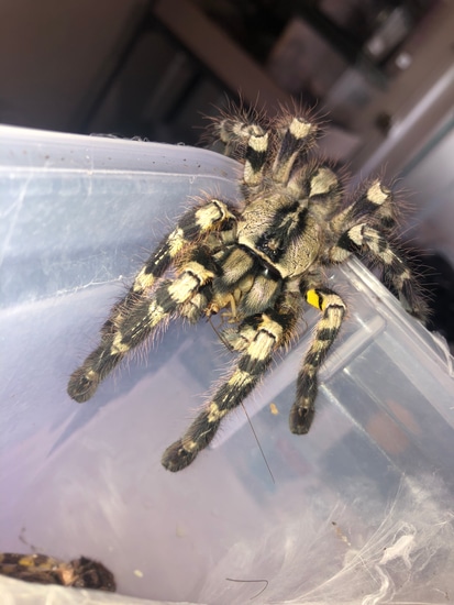 MF P. Regalis Tarantula by InVERTed Dreams