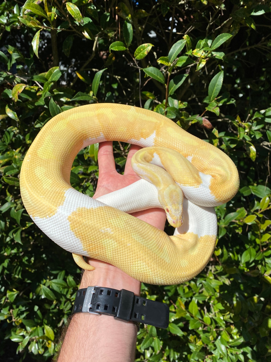 Albino Pied (Proven) Ball Python by NC Pythons, LLC - MorphMarket