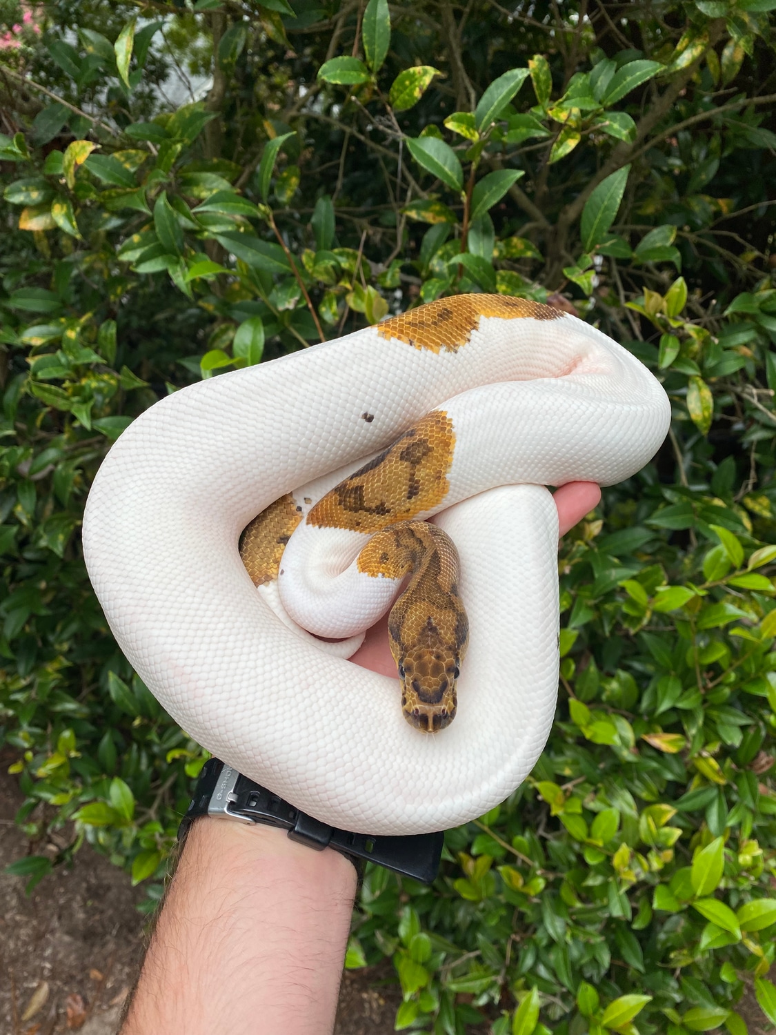 Clown Pied Ball Python by NC Pythons, LLC - MorphMarket