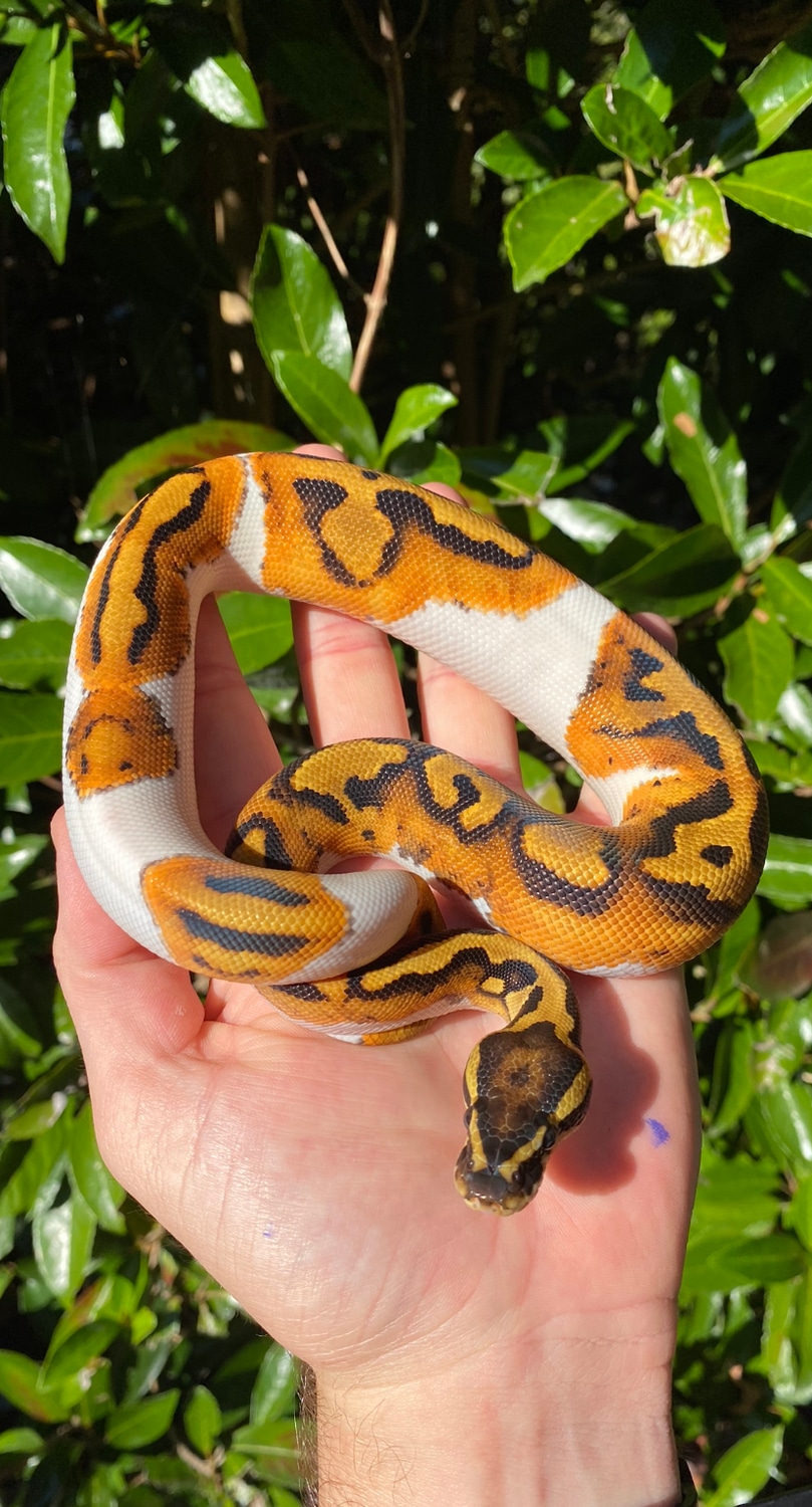 Pied 66% Het Lavender Albino - SHIPPED Ball Python by NC Pythons, LLC ...