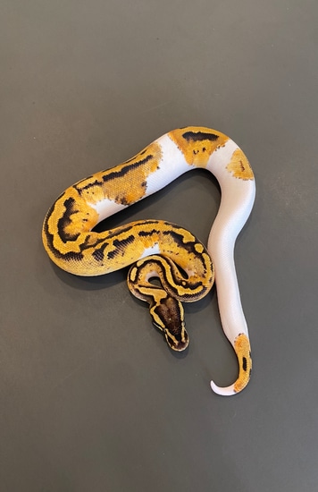 Pastel Pied 66% Het Lavender Albino Ball Python by NC Pythons, LLC