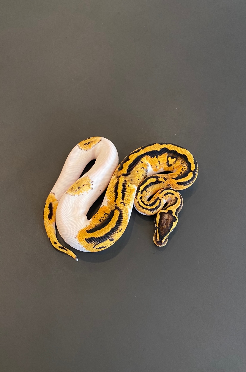 Pastel Pied 66% Het Lavender Albino Ball Python by NC Pythons, LLC ...