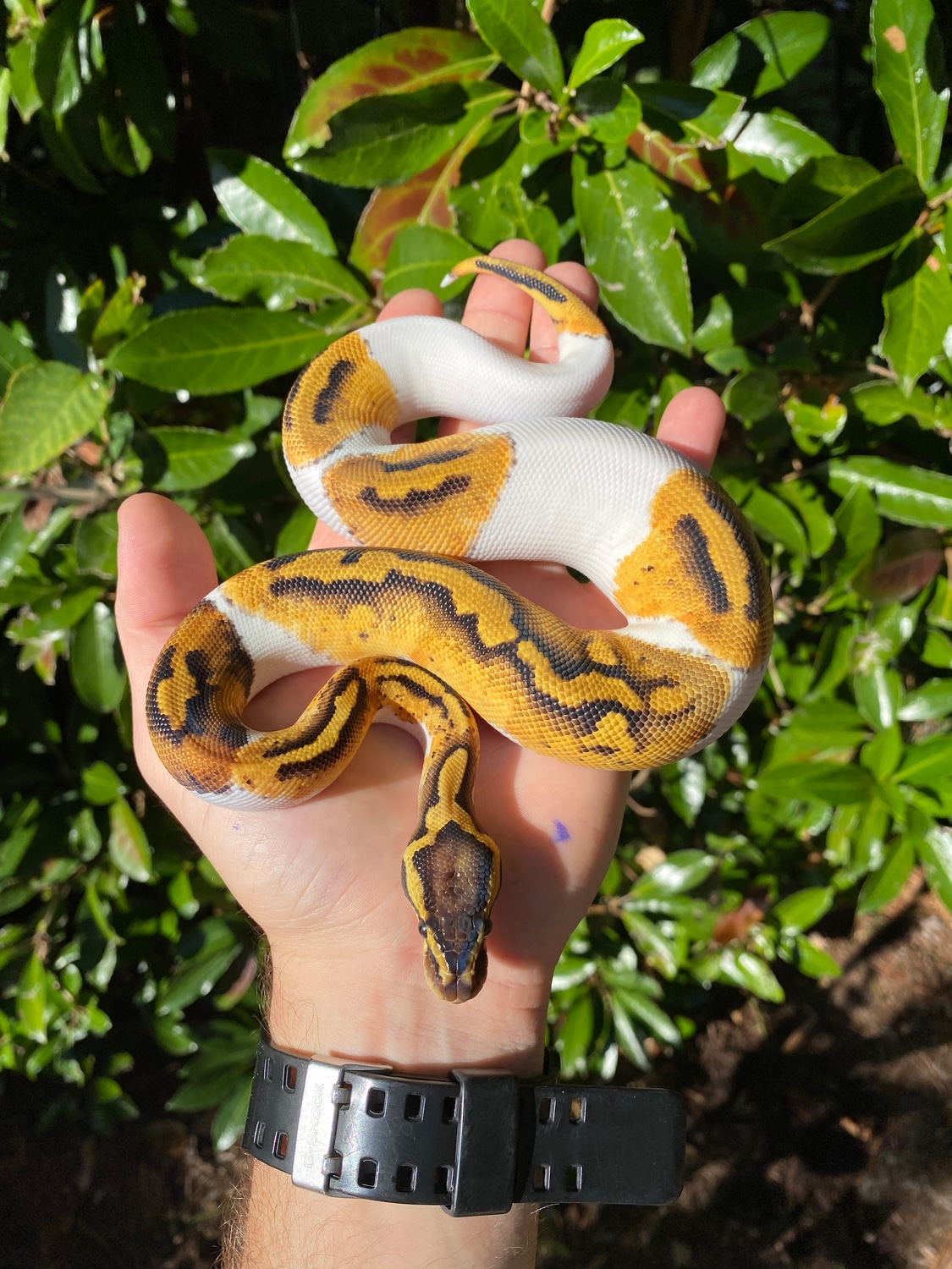 Pastel Pied Ball Python by NC Pythons, LLC - MorphMarket
