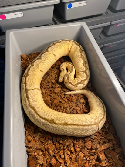 RTB - Bumblebee Clown Ball Python by NC Pythons, LLC