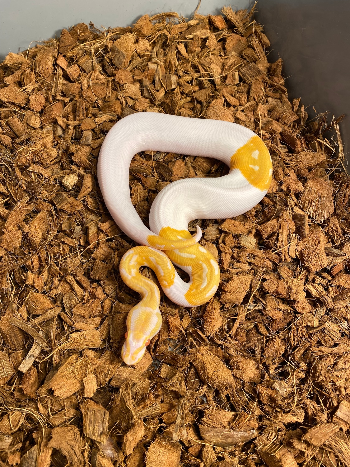 Albino Pied - SHIPPED Ball Python by NC Pythons, LLC - MorphMarket
