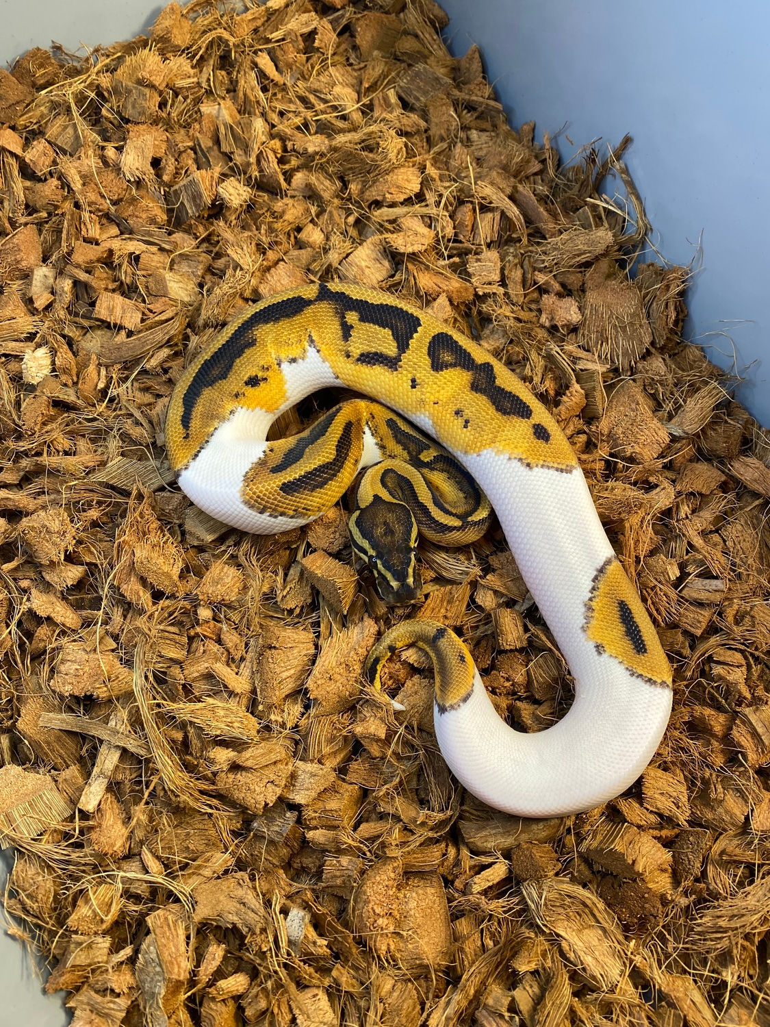 Pied 100% Het Clown - SHIPPED Ball Python by NC Pythons, LLC - MorphMarket