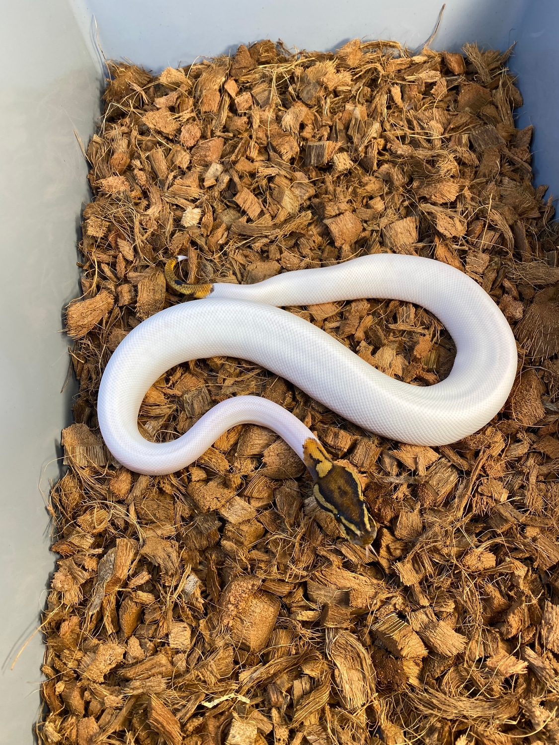 Pied 100% Het Clown - SHIPPED Ball Python by NC Pythons, LLC - MorphMarket