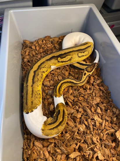 RTB - Pastel Pied 100% Het Clown Ball Python by NC Pythons, LLC