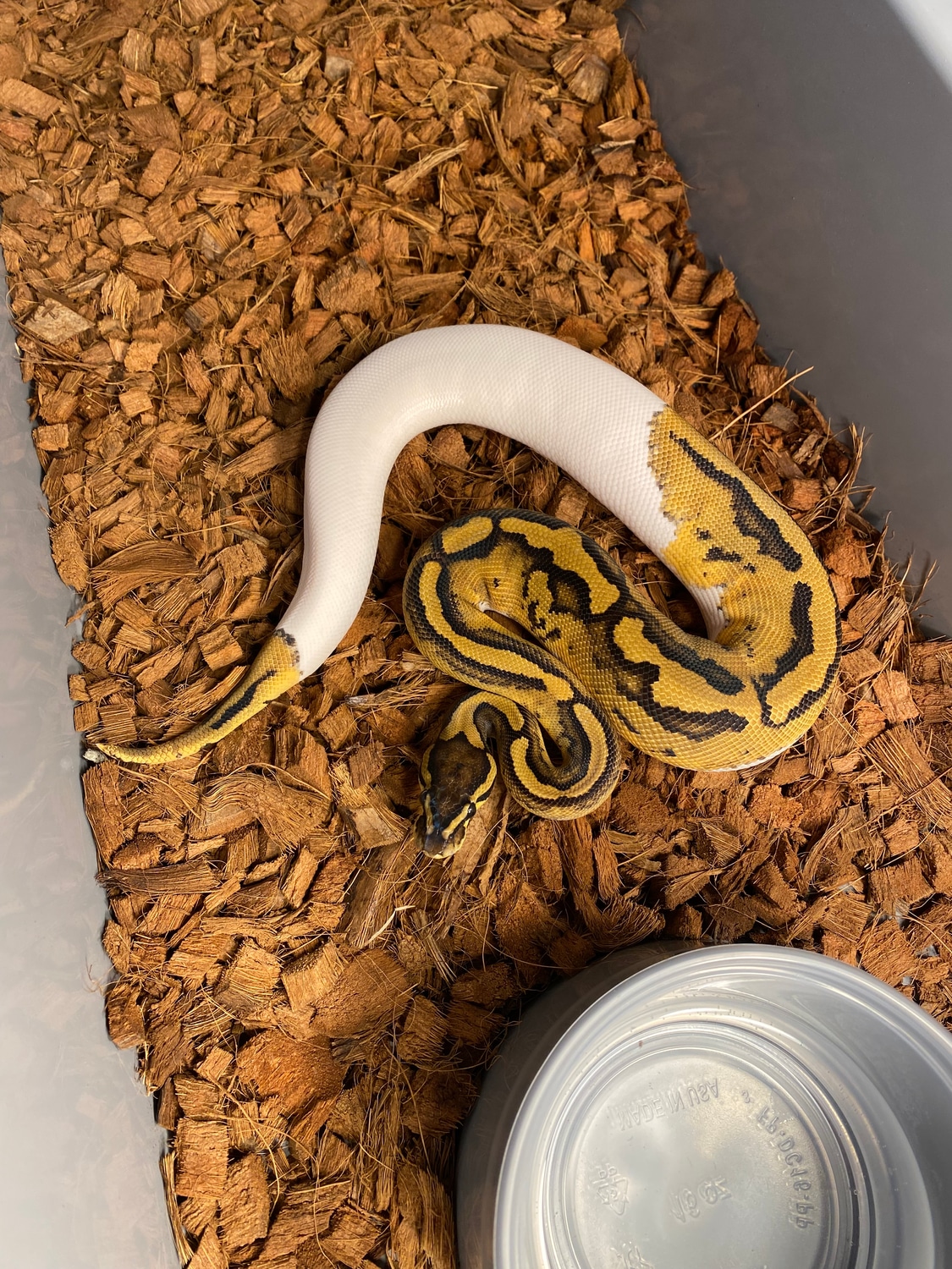 2022 Pied 100% Het Clown Ball Python by NC Pythons, LLC - MorphMarket