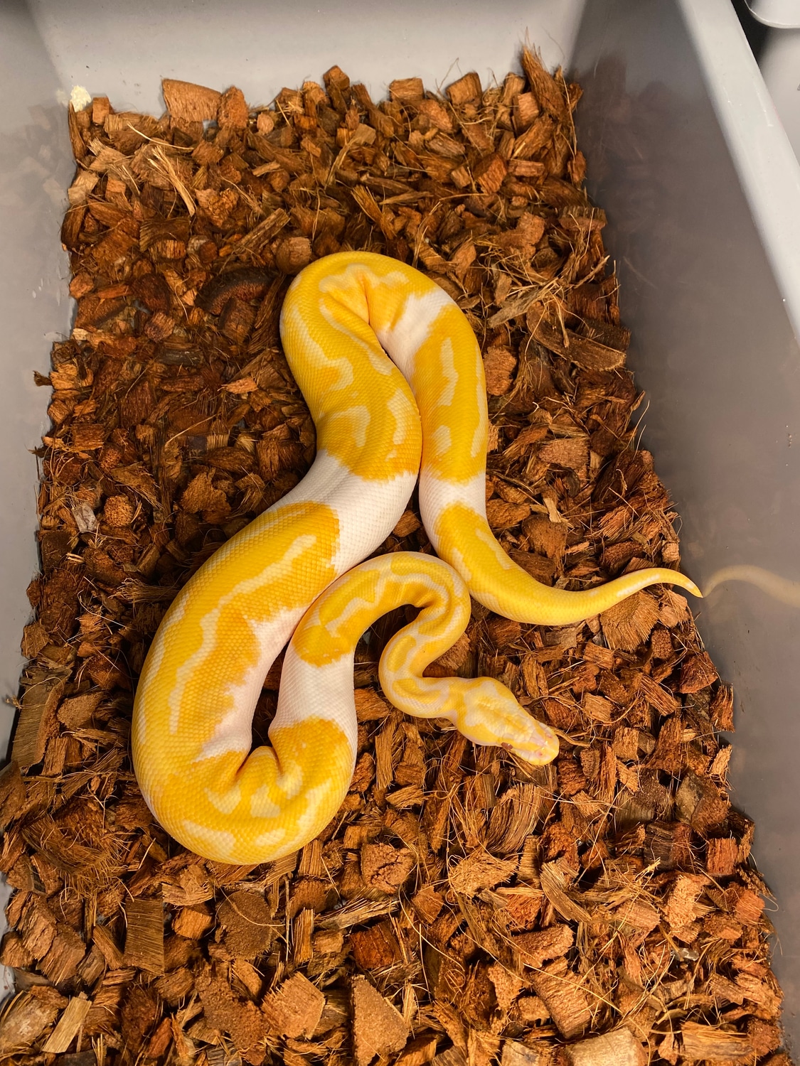 (600+grams) Pastel Dreamsicle - Free Shipping! Ball Python by NC ...