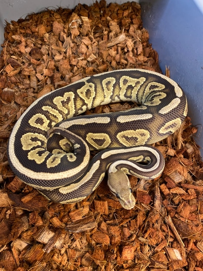 Cypress Cinnamon Yellow Belly Fire 100% Het Clown Ball Python by NC Pythons, LLC