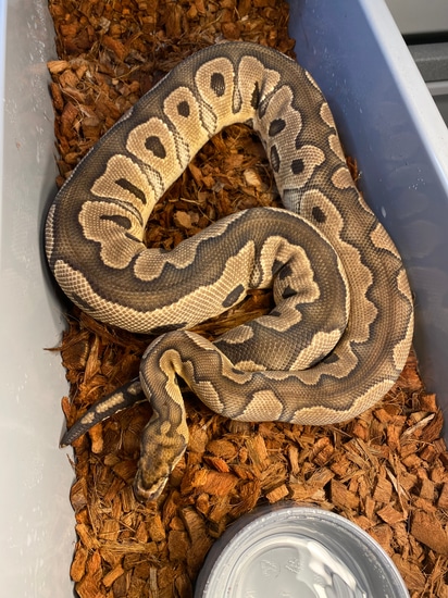 Clown (RTB) Ball Python by NC Pythons, LLC
