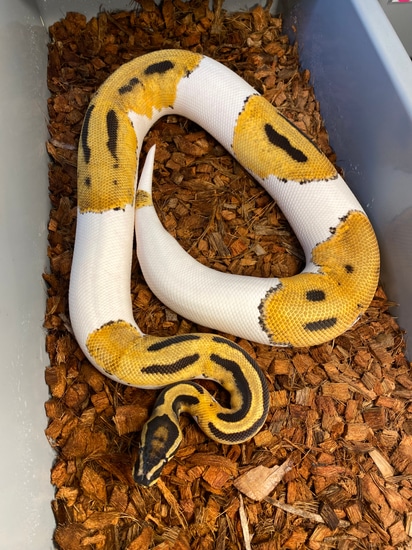Orange Dream Pied 100% Het Lavender Albino Ball Python by NC Pythons, LLC