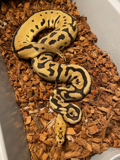 Batman 100% Het Desert Ghost Ball Python by NC Pythons, LLC