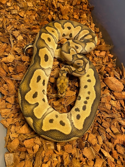 Orange Dream Clown 100% DH Lavender Albino Pied Ball Python by NC ...