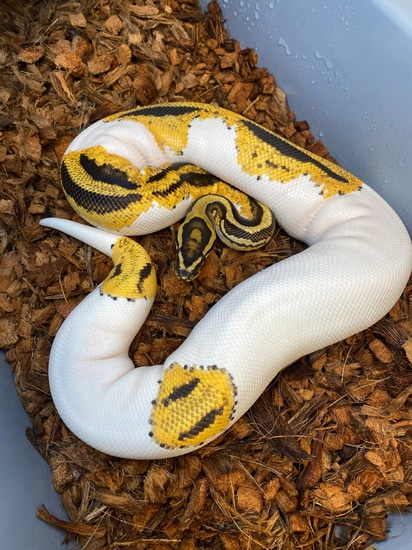 ODYB Pied 100% Het Clown - RTB Ball Python by NC Pythons, LLC