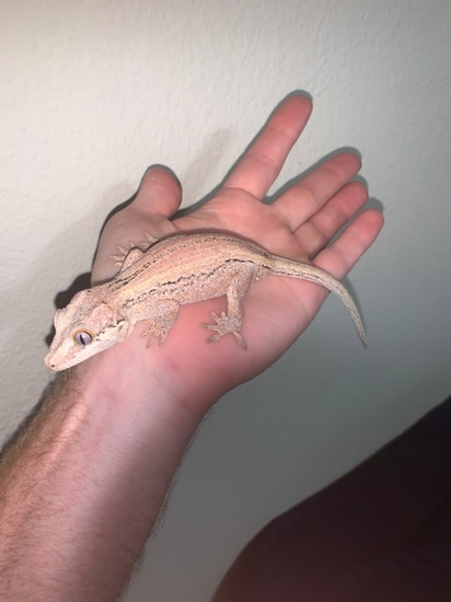 Pink Holdback Gargoyle Gecko by GearHead Geckos