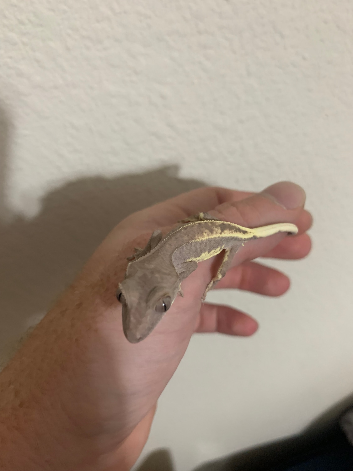 Phantom Frappuccino Crested Gecko by GearHead Geckos - MorphMarket