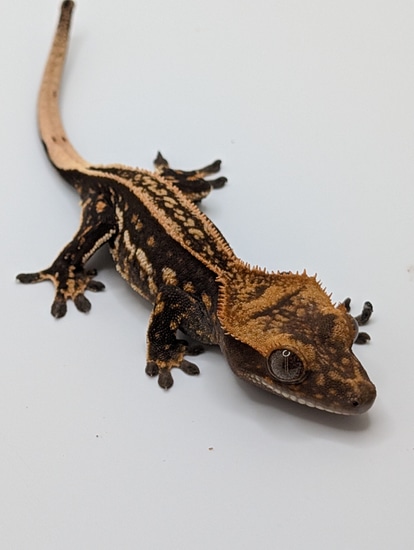 Super Empty Back Crested Gecko by GearHead Geckos