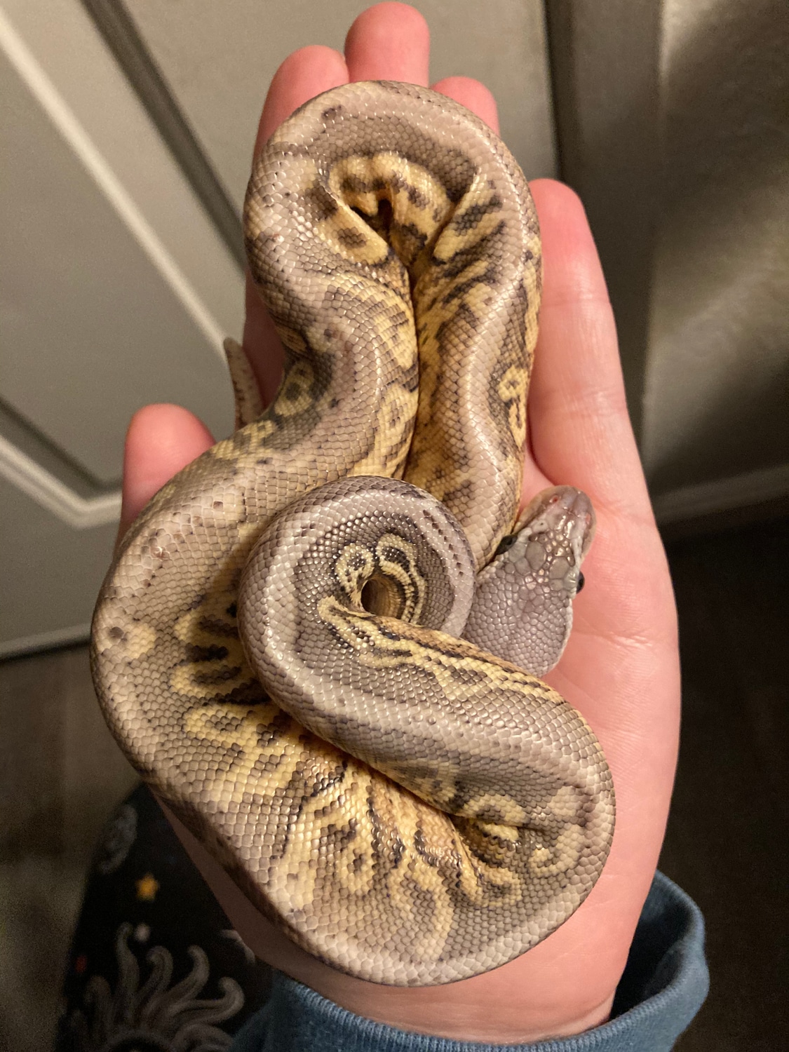 Harlequin Lesser Inferno Ball Python by Lizards of the Valley - MorphMarket