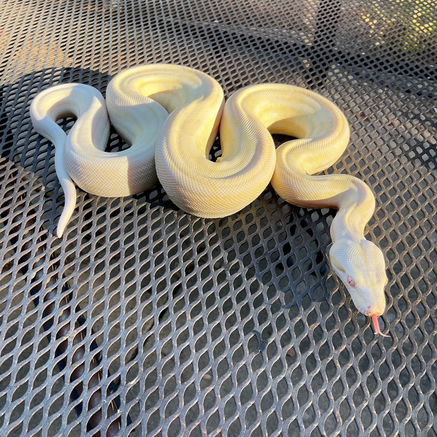 Moon Glow Boa Constrictor by DeWein Exotics - MorphMarket