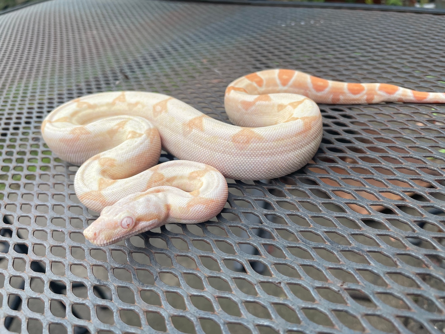 Hypo Kahl Albino Het Anery Boa Constrictor by DeWein Exotics - MorphMarket