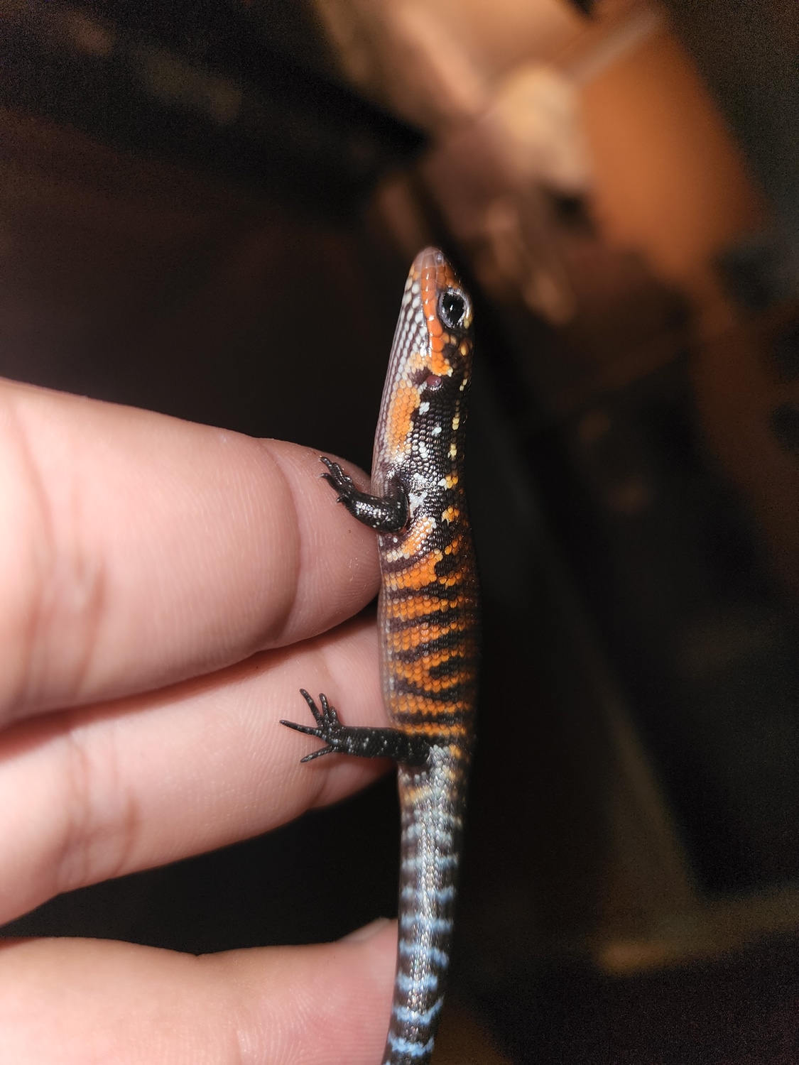 High/Extreme Red Saddleback Fire Skink by Dezie's Skinks - MorphMarket