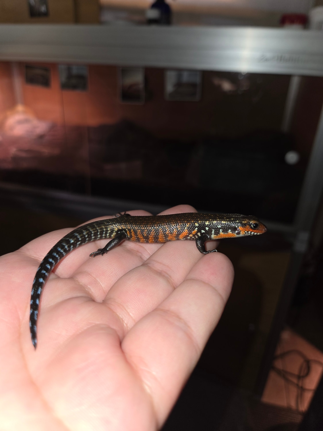 2024 Gen 2 Extreme Red Fire skink