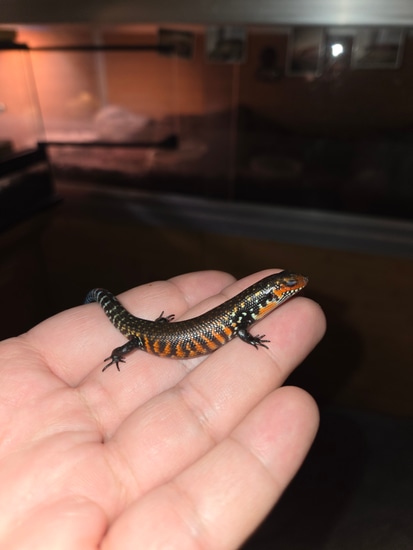 High Red African Fire Skink More Skink by Dezie's Skinks