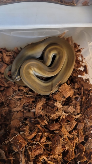 Striped Patternless African Rock Python by Present day dinosaurs