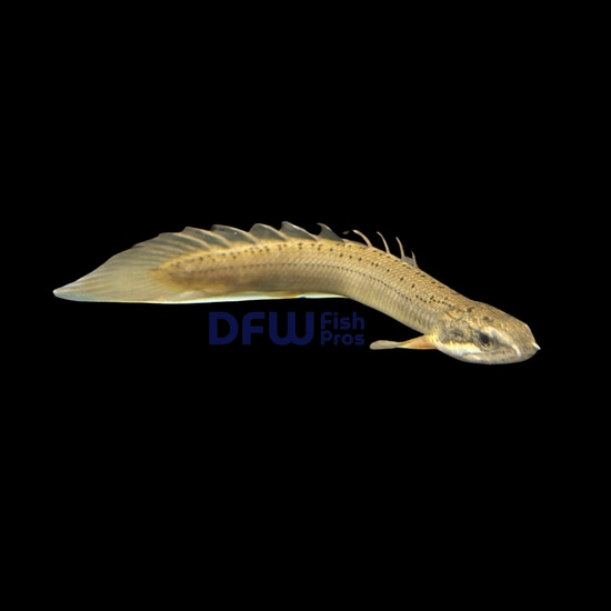 Senegalus Bichir Bichirs & Ropefish by DFW Fish Pros