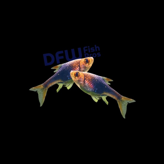Gold Head Purple Harlequin Rasbora Danios & Rasboras by DFW Fish Pros