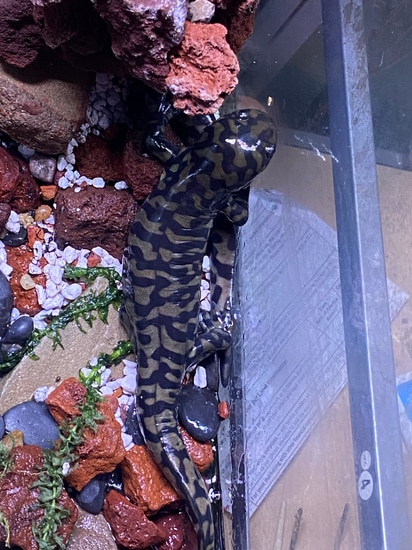 XL Tiger Salamanders by SalSupply, LLC