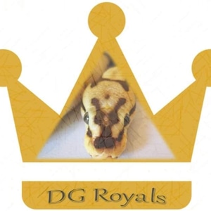 DG Royals - MorphMarket