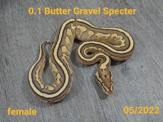 Butter Gravel Specter Ball Python by DG-Snakes