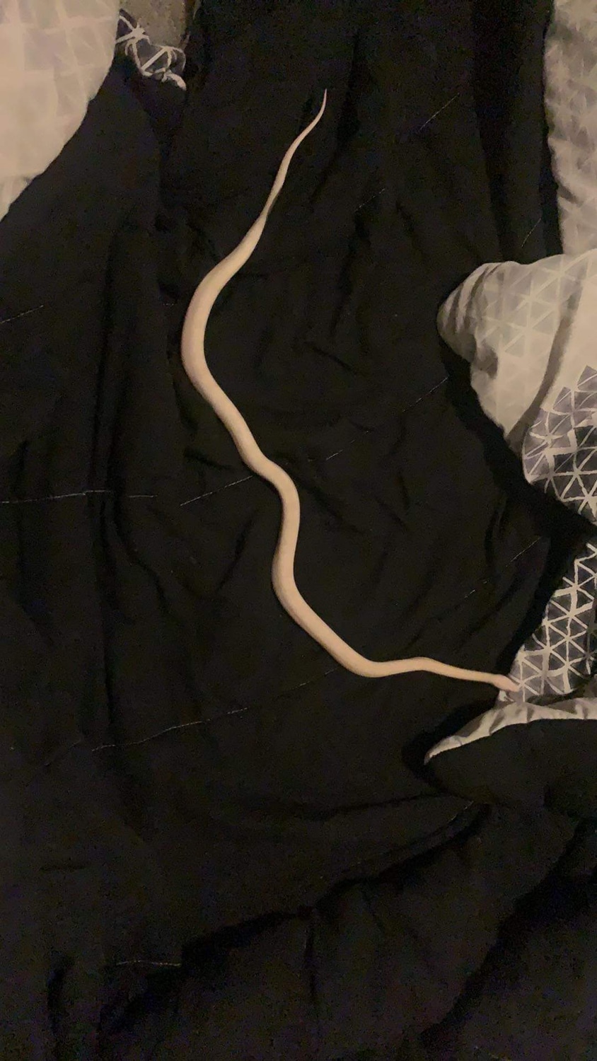 Snow Morph Corn Snake by Gagnons exotics&bioactive - MorphMarket