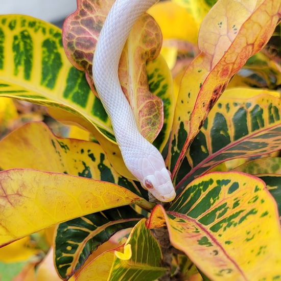 DGB Linguini Corn Snake by DGB Exotics