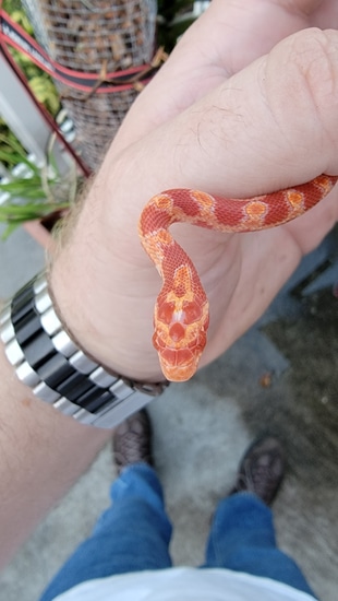 Soflo Ares Corn Snake by DGB Exotics
