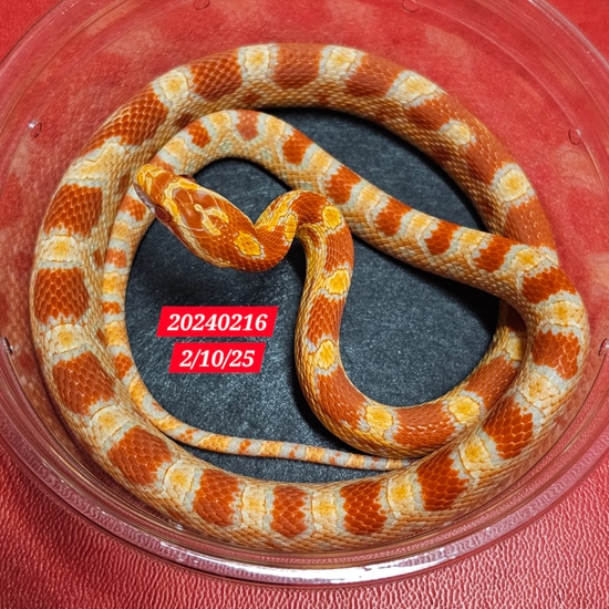 2024 Reverse Okeetee, Het Sunkissed, 50% Het Lava Corn Snake by DGB Exotics