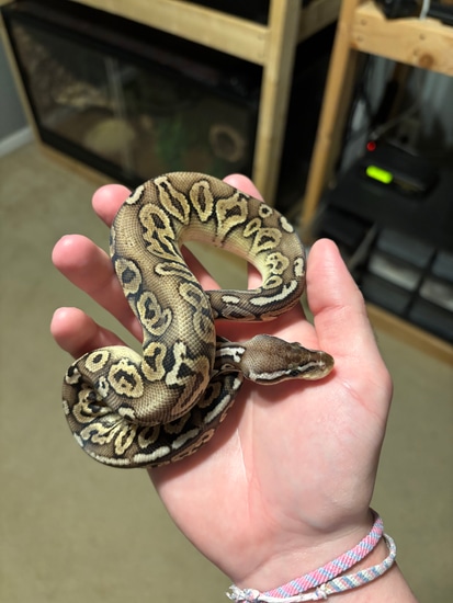 Black Pewter Fire YB 50% Het DG Ball Python by DG BallPythons