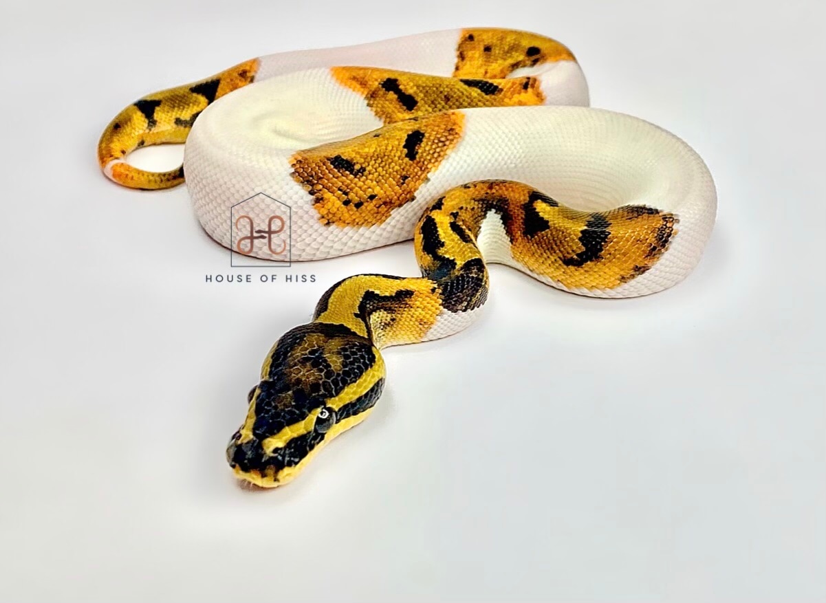 Yellowbelly Or Asphalt Piebald Possible Paradox Ball Python by House of ...
