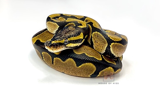 Normal 66% Het Pied Ball Python by House of Hiss